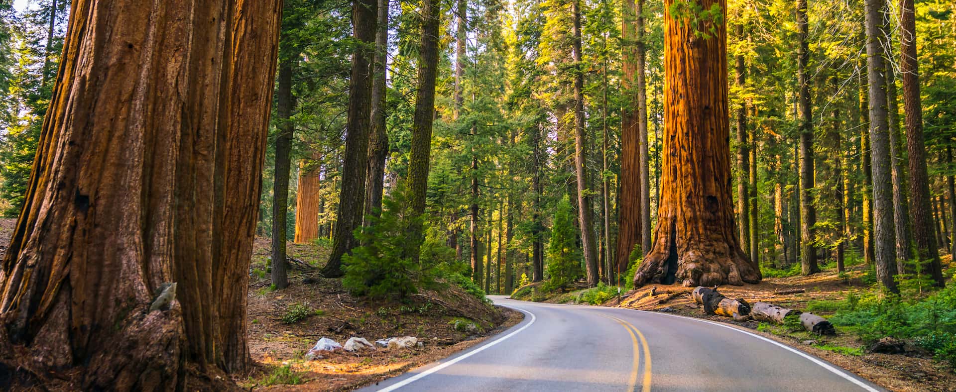 Sequoia National Park lodges