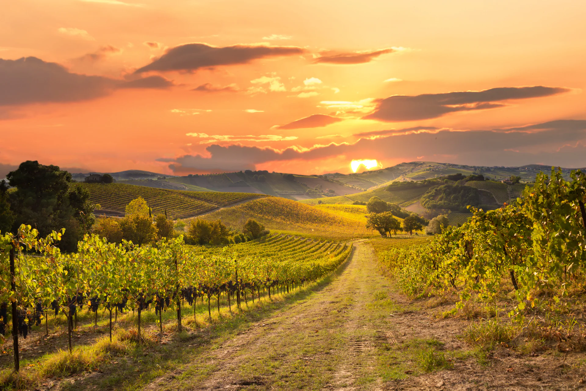 phots d'un coucher de soleil sur les vignobles bordelais autour de Bordeaux