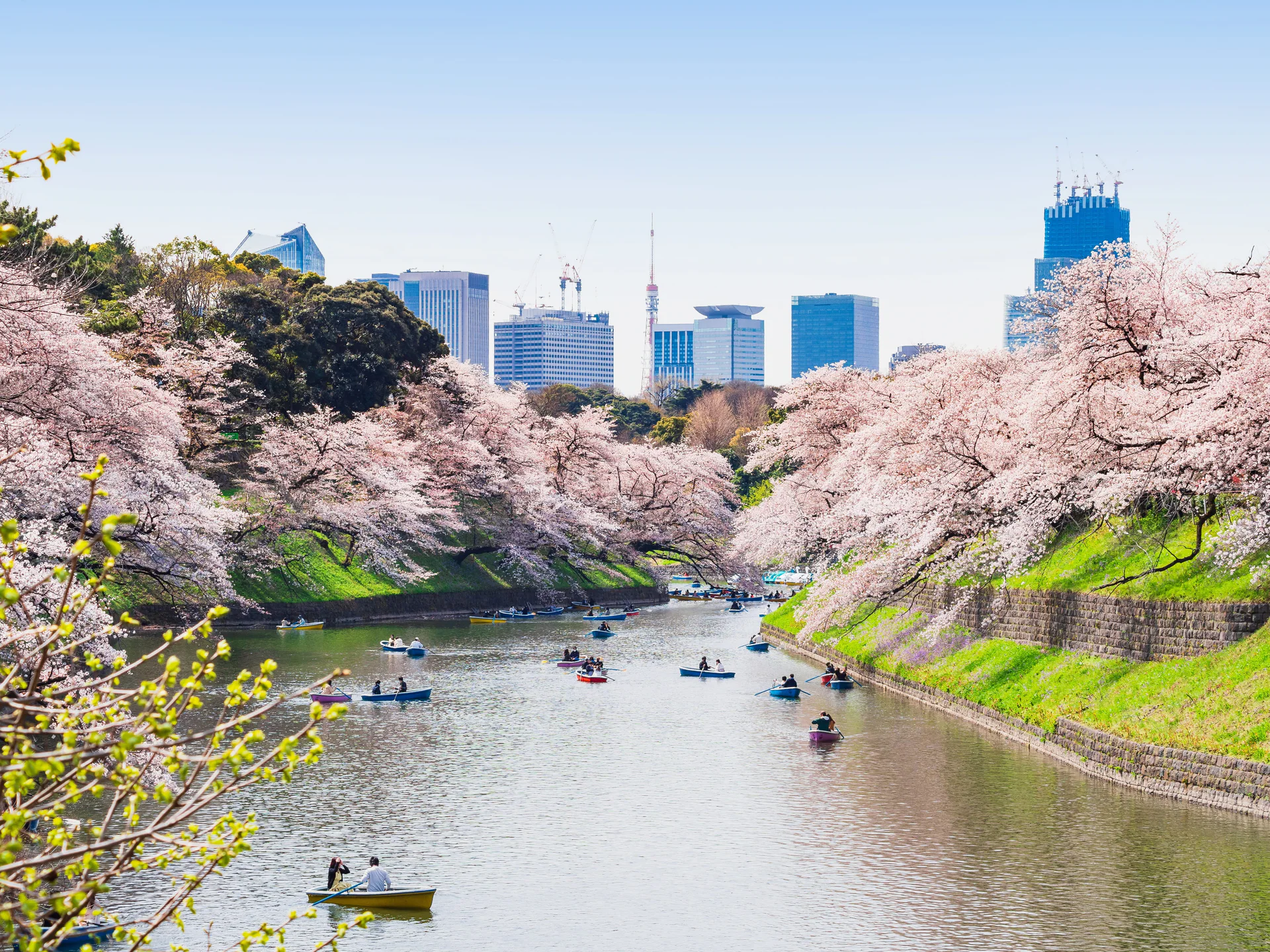 Cherry blossom in Tokyo Tokyo Sumida River Cherry blossom