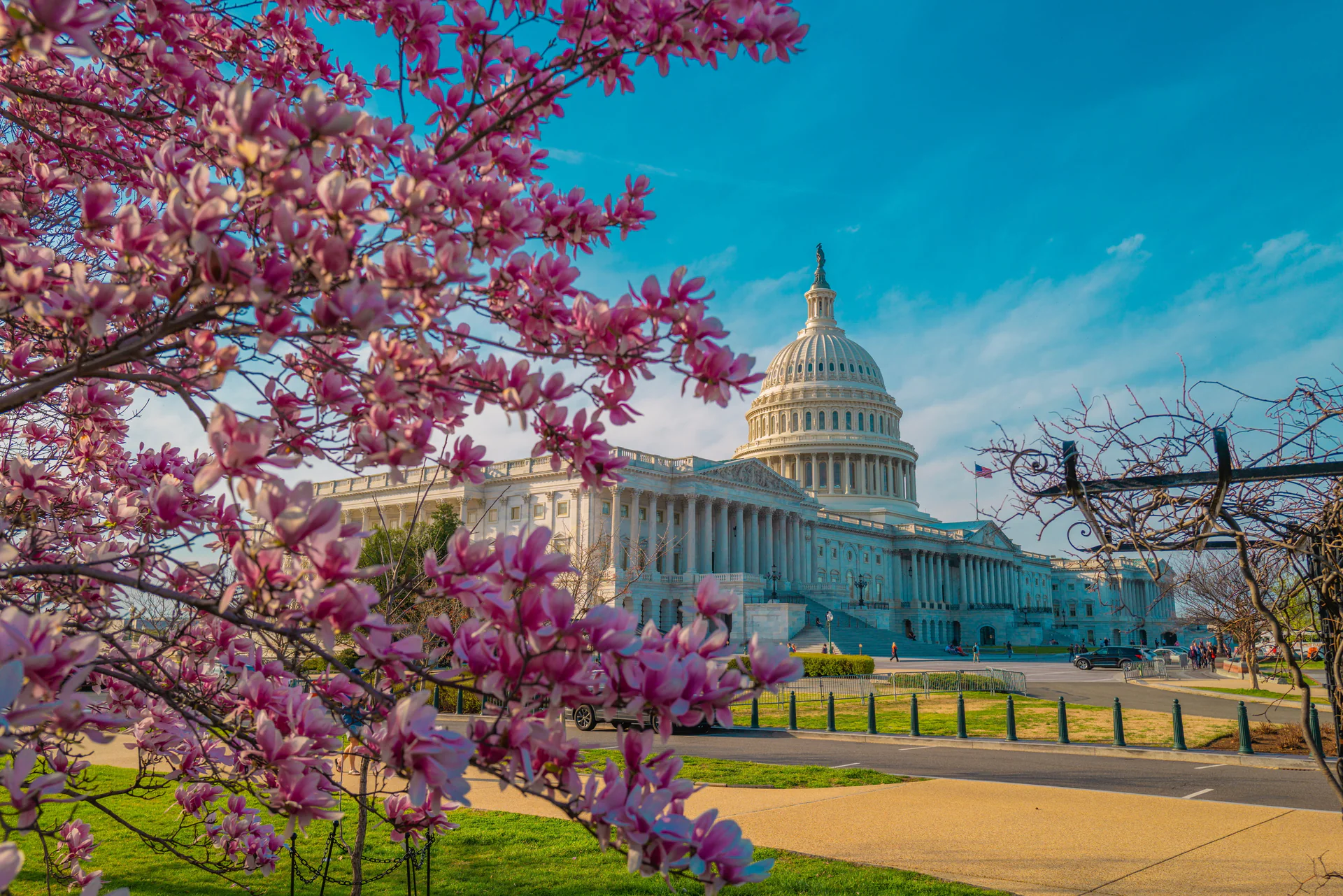United States Capitol Wachington DC United States Capitol with flowers